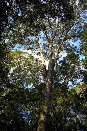 Garden of Eden Short Walk – Garden Route Adventure Guide