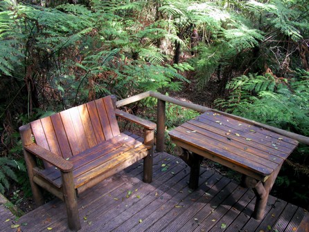 Garden of Eden Short Walk – Garden Route Adventure Guide