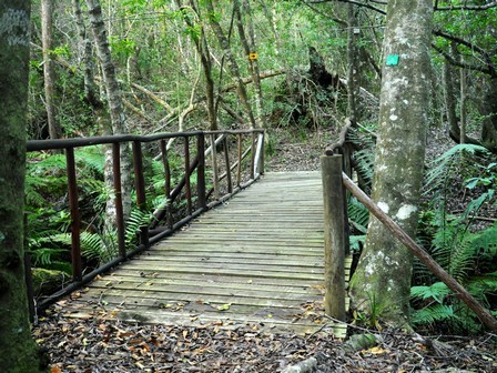 Harkerville Forest Flora Trail – Garden Route Adventure Guide