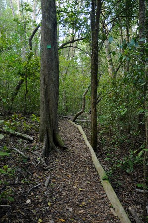 Harkerville Forest Flora Trail – Garden Route Adventure Guide