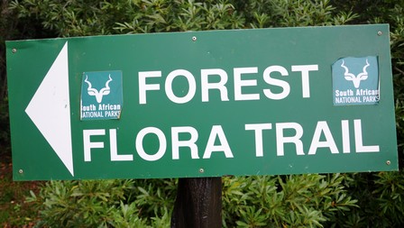 Harkerville Forest Flora Trail – Garden Route Adventure Guide