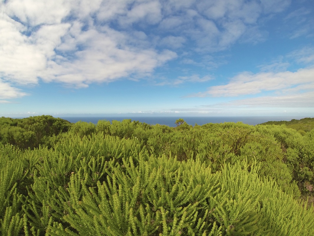 Harkerville Mountain Bike Trails – Garden Route Adventure Guide