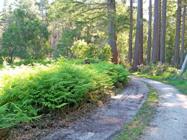 Harkerville Mountain Bike Trails – Garden Route Adventure Guide