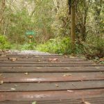 Perdekop Hiking Trail – Garden Route Adventure Guide