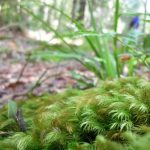 Perdekop Hiking Trail – Garden Route Adventure Guide