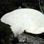 Perdekop Hiking Trail – Garden Route Adventure Guide