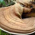 Perdekop Hiking Trail – Garden Route Adventure Guide