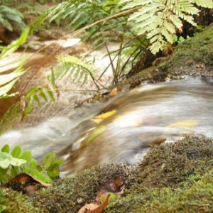 Perdekop Hiking Trail – Garden Route Adventure Guide