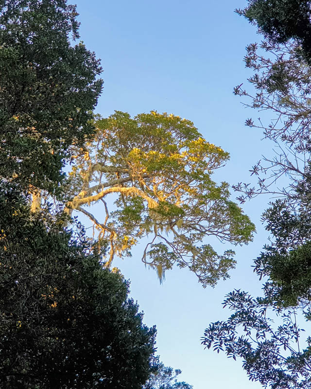 Perdekop Hiking Trail – Garden Route Adventure Guide