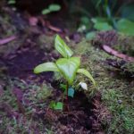 Perdekop Hiking Trail – Garden Route Adventure Guide